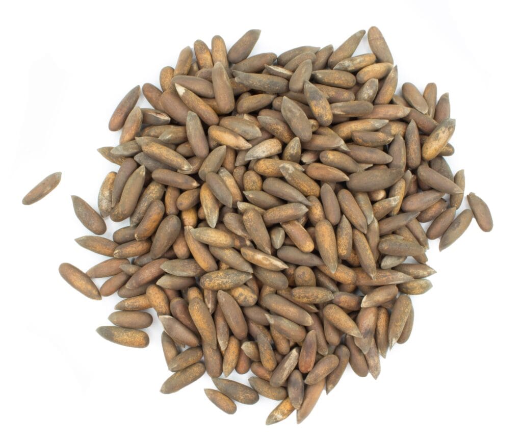 Naturizon | Pine Nuts in Shell